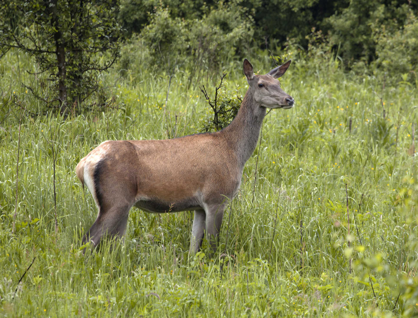 Bieszczady Fauna